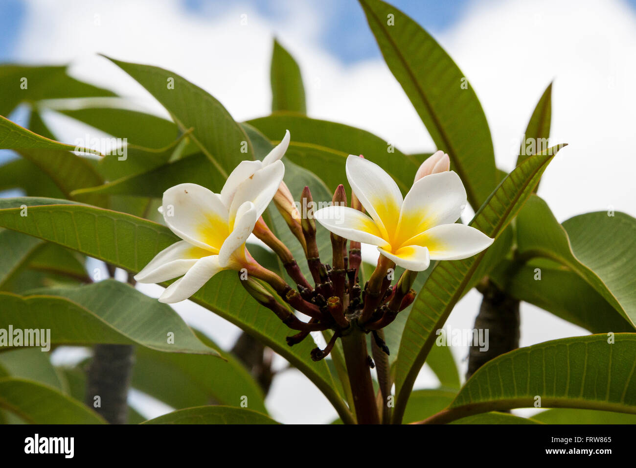 Plumeria flower hawaii hi-res stock photography and images - Alamy