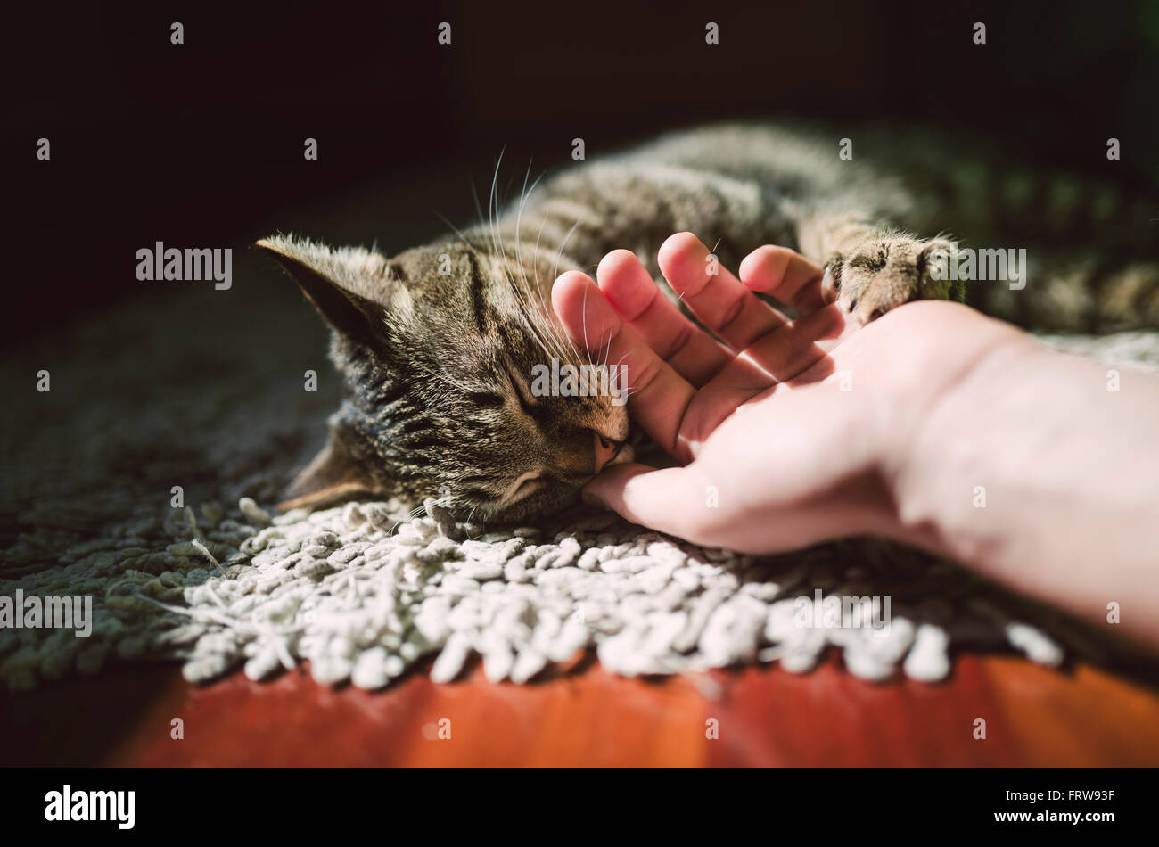 Man's hand stroking tabby cat Stock Photo - Alamy