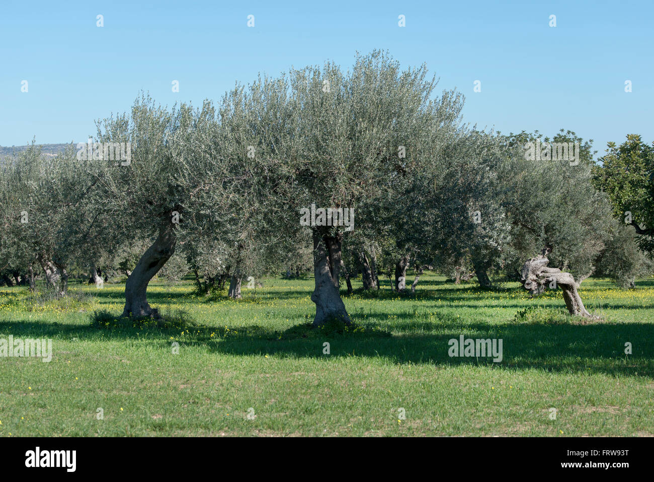 Italy, Sicily, olive trees Stock Photo - Alamy