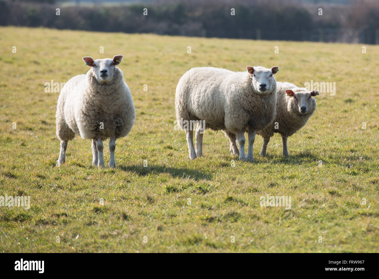 three sheep ewes in a field looking towards camera Stock Photo - Alamy