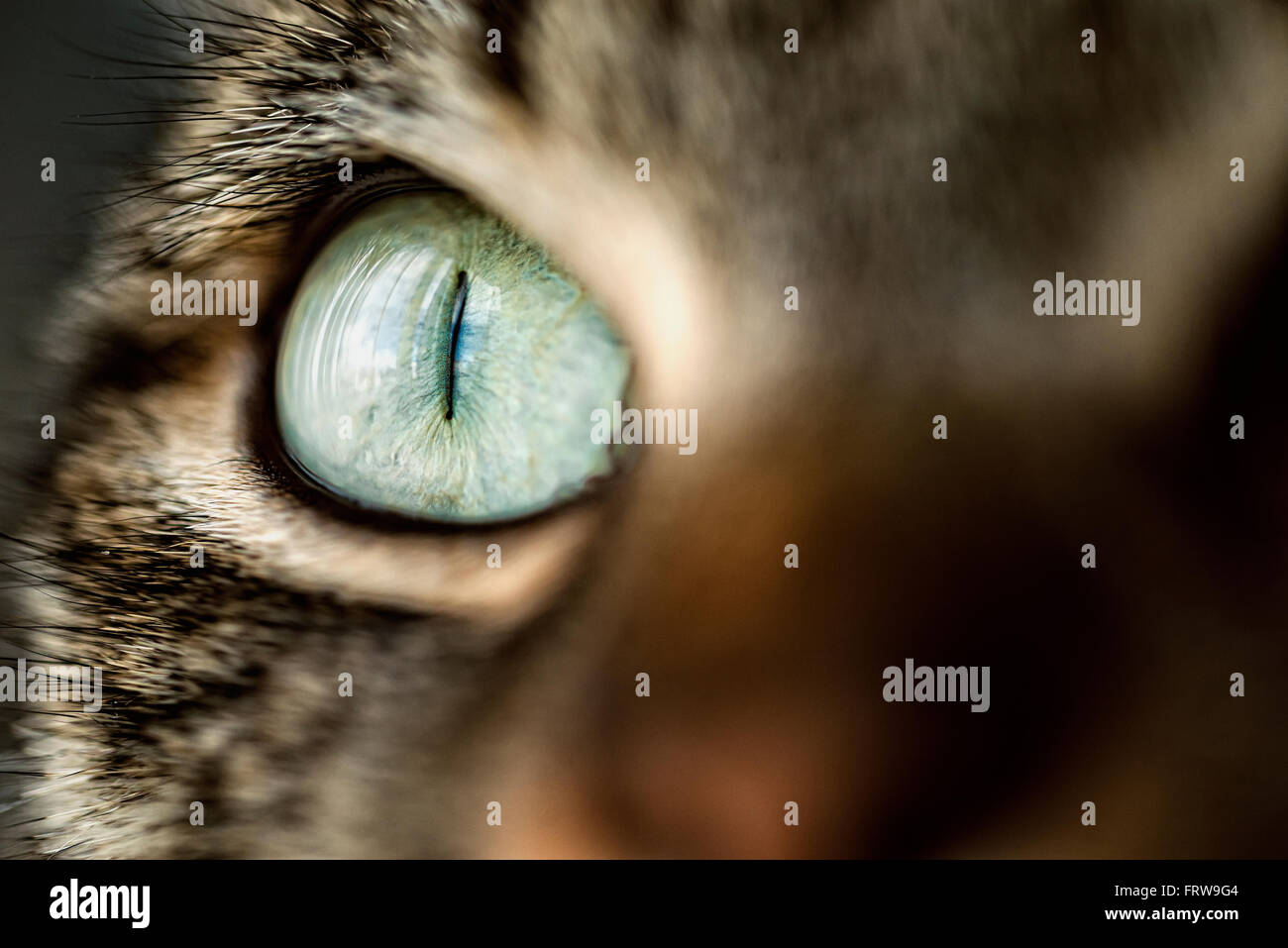 Cat eye detail hi-res stock photography and images - Alamy