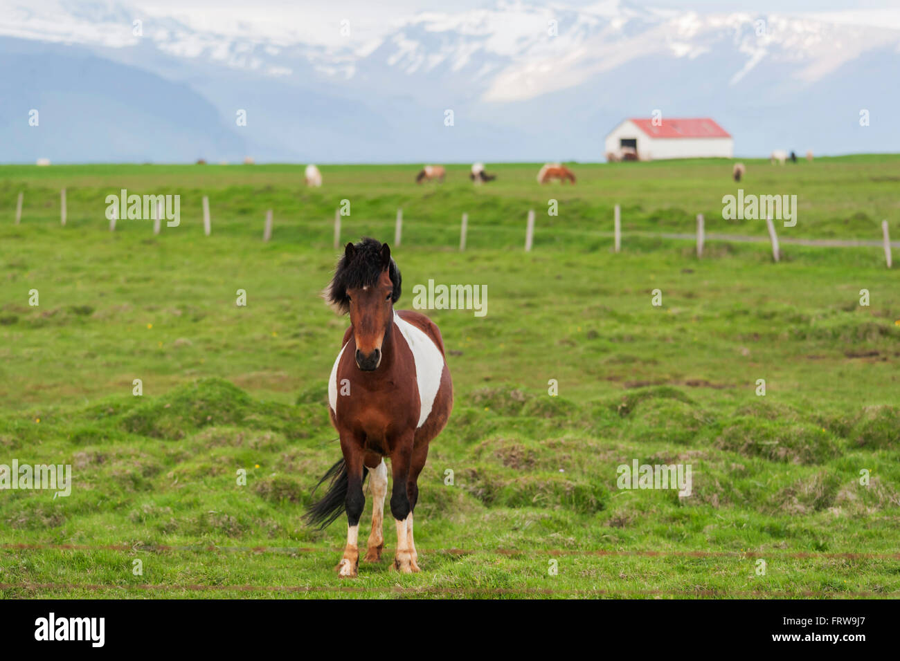 Icelandic horse on paddock volcano hi-res stock photography and images ...