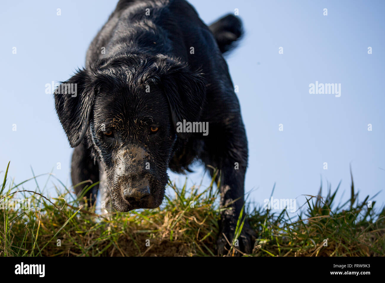 Black Labrador dog with a muddy face looking over a bank Stock Photo ...