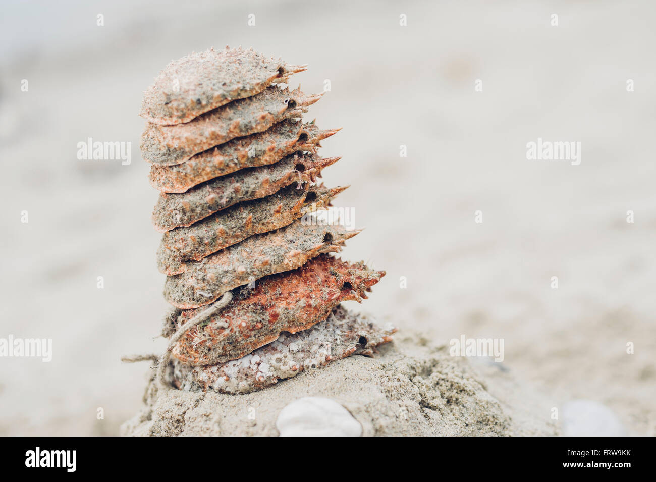 Stack spider crabs on beach hi-res stock photography and images - Alamy