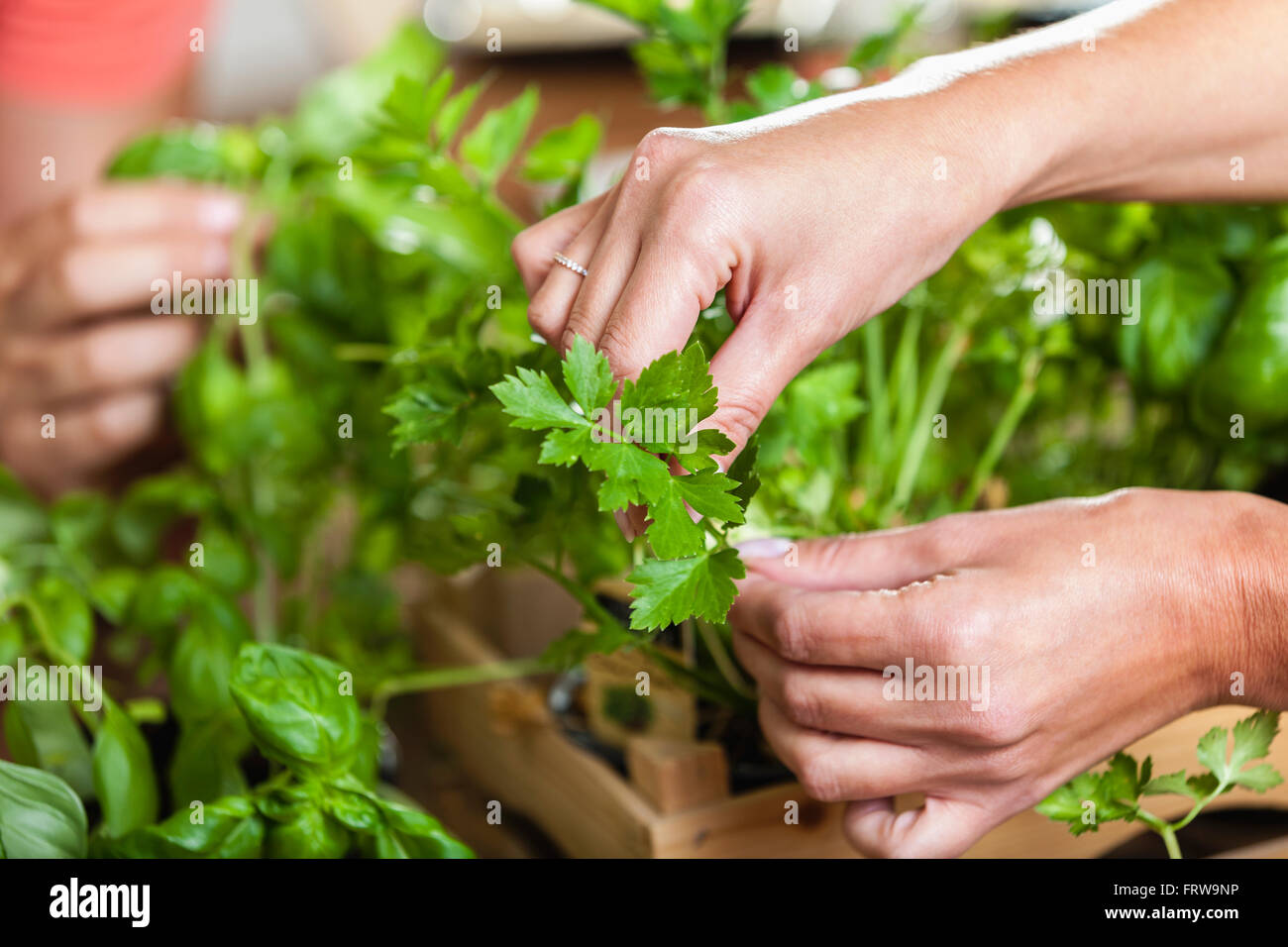 Hands plucking leaves from herbs Stock Photo - Alamy