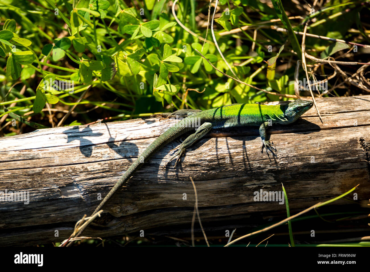 Italy, Sicily, ruin lizard, Podarcis siculus Stock Photo - Alamy