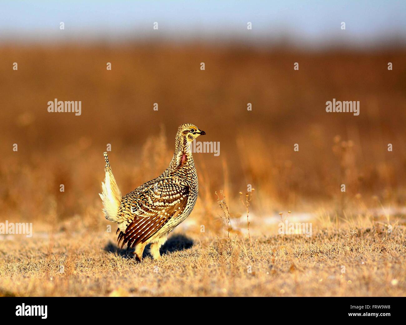 A Sharp-tailed Grouse in the Prairie Pothole Region wetlands in winter ...