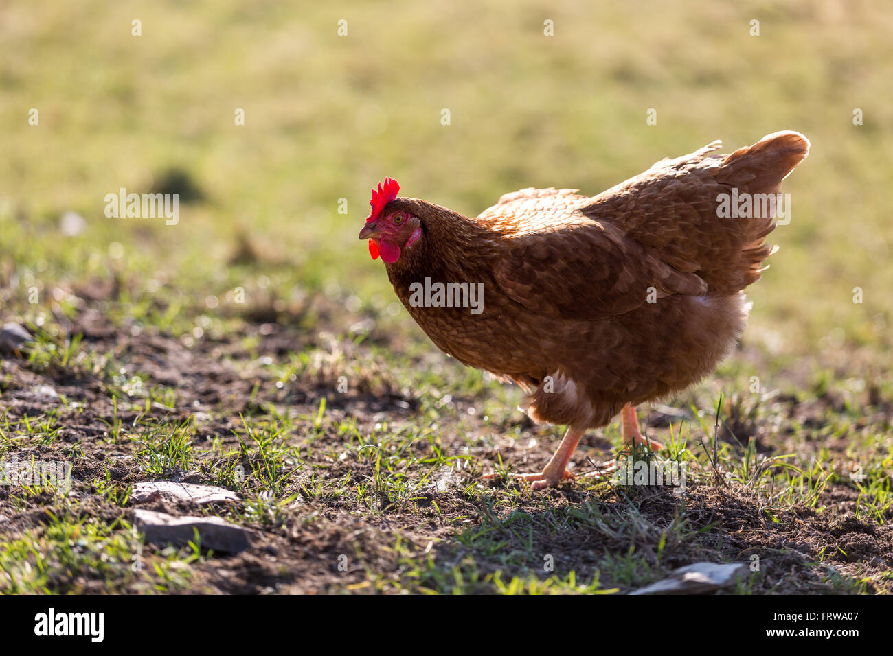 Chicken day hi-res stock photography and images - Alamy
