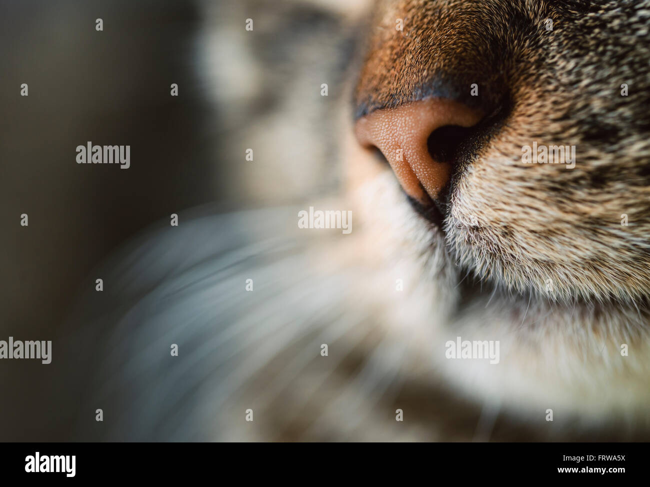 Cat nose, close-up Stock Photo - Alamy