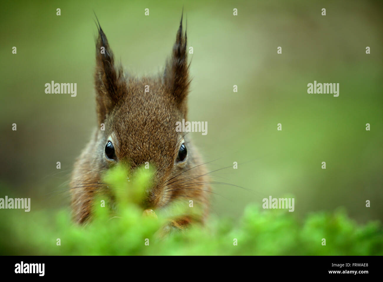Eurasian red squirrel Stock Photo - Alamy