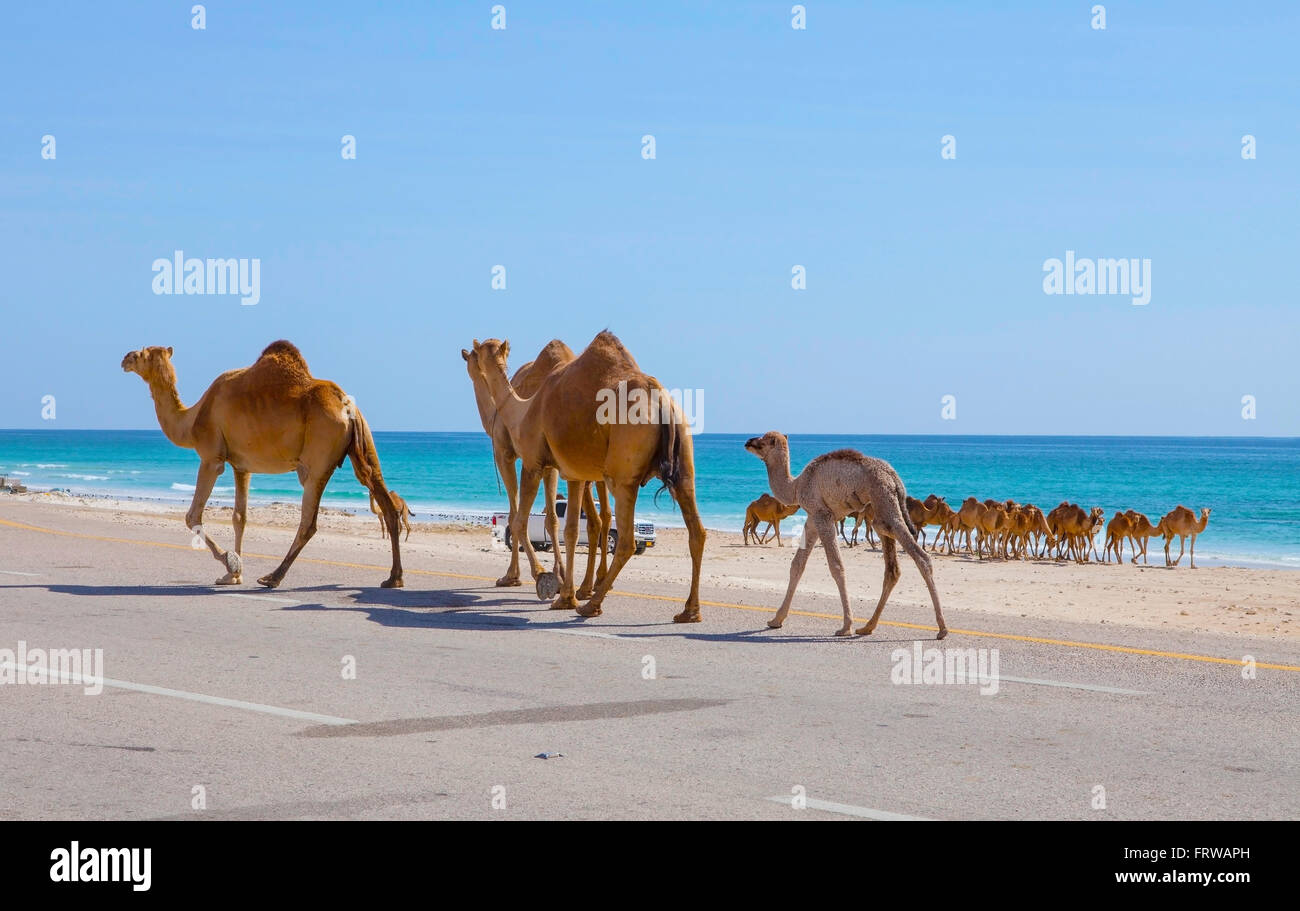 Camels on the road near Al Mughsayl, Oman Stock Photo - Alamy