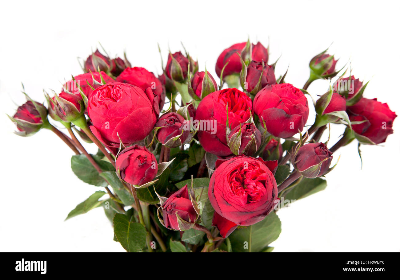 Bunch red Peony- roses Stock Photo - Alamy