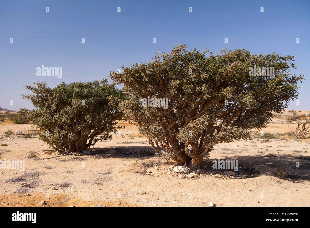 Boswellia tree - frankincense, olibanum-tree, in Dhofar, Oman Stock ...