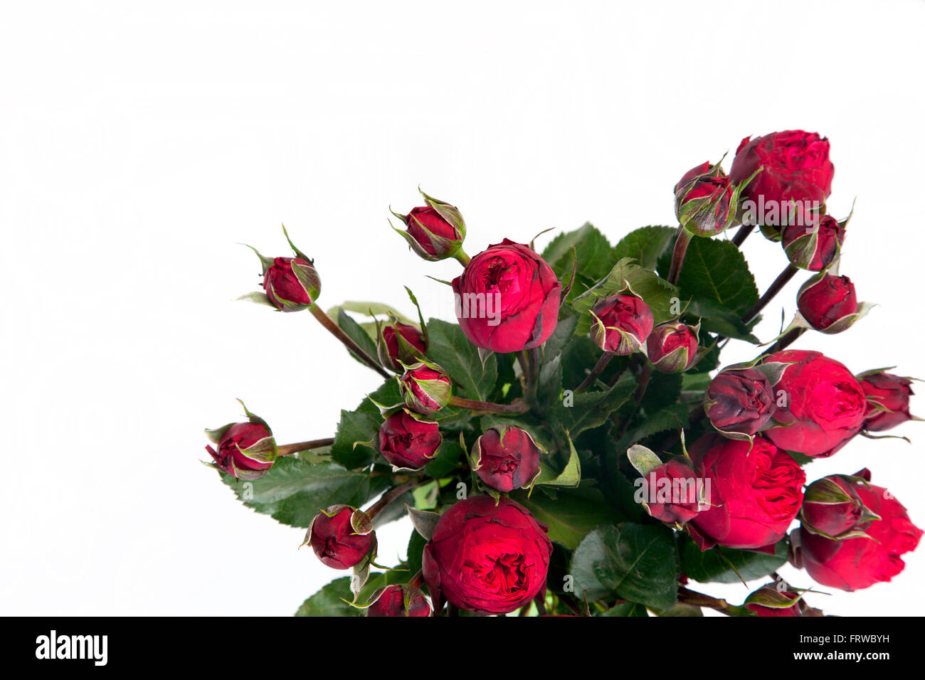 Rosy wallpaper hi-res stock photography and images - Alamy