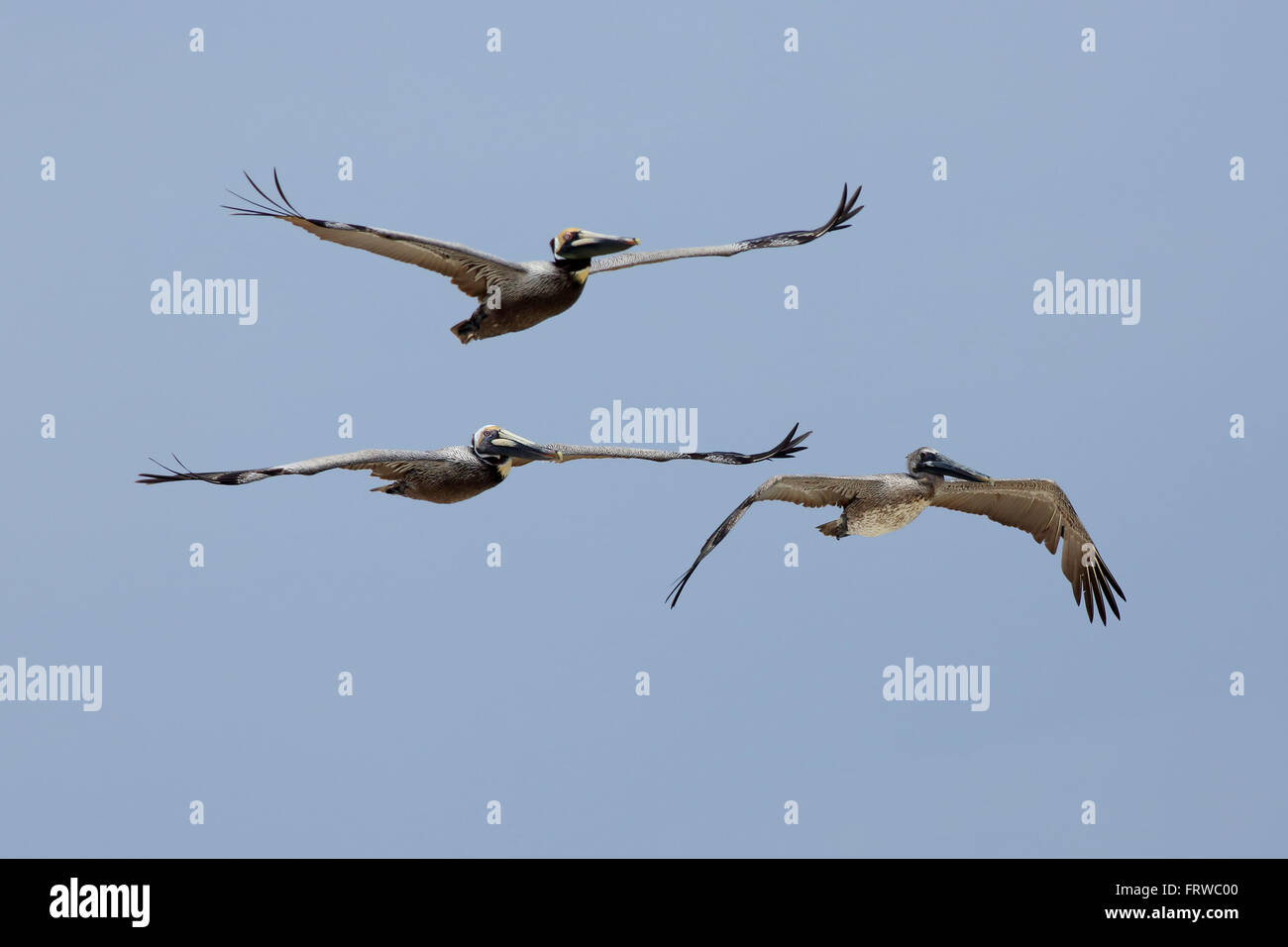 Three pelicans flying in formation Stock Photo - Alamy