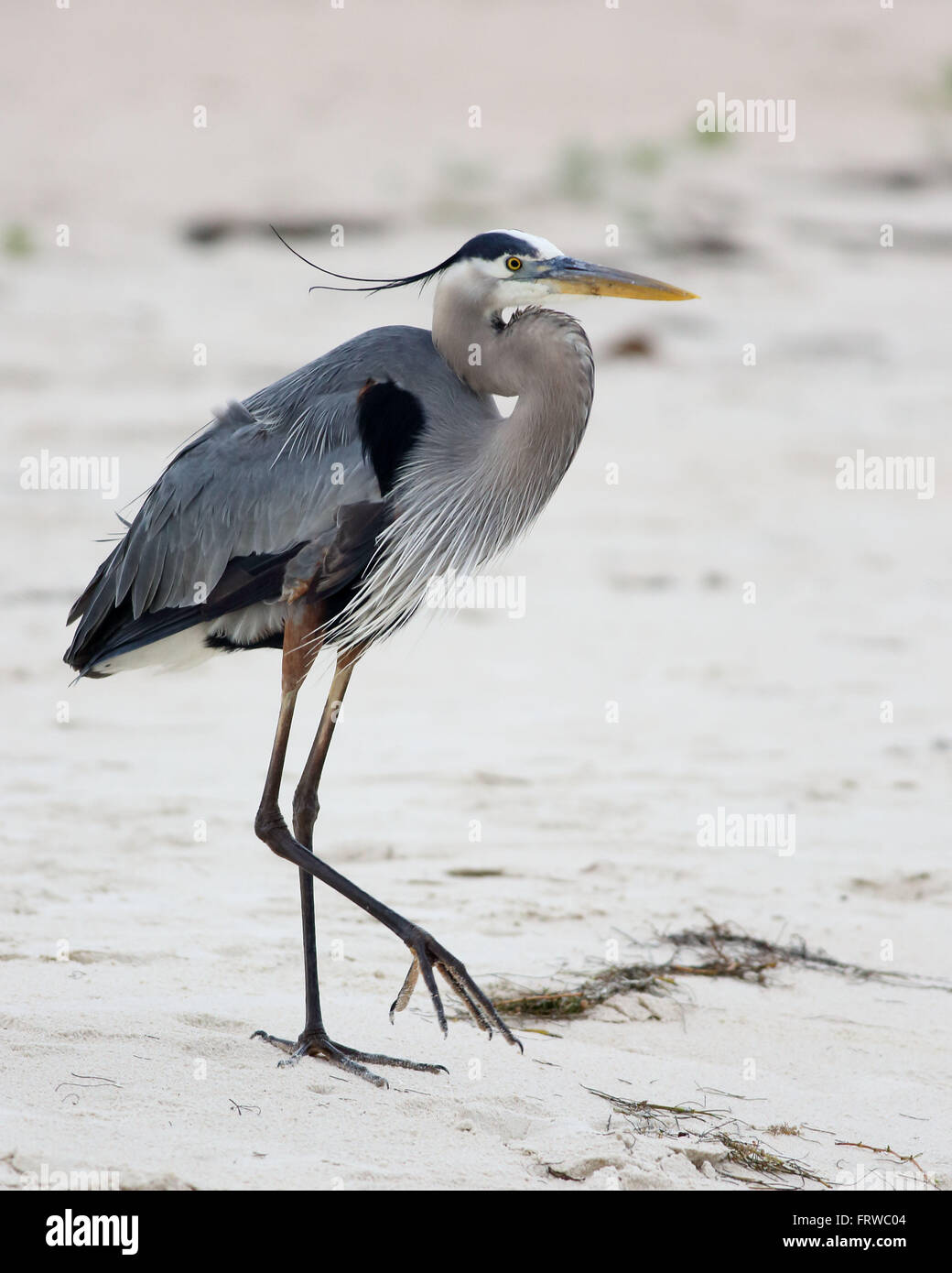 Great Blue Heron standing on a beach Stock Photo - Alamy