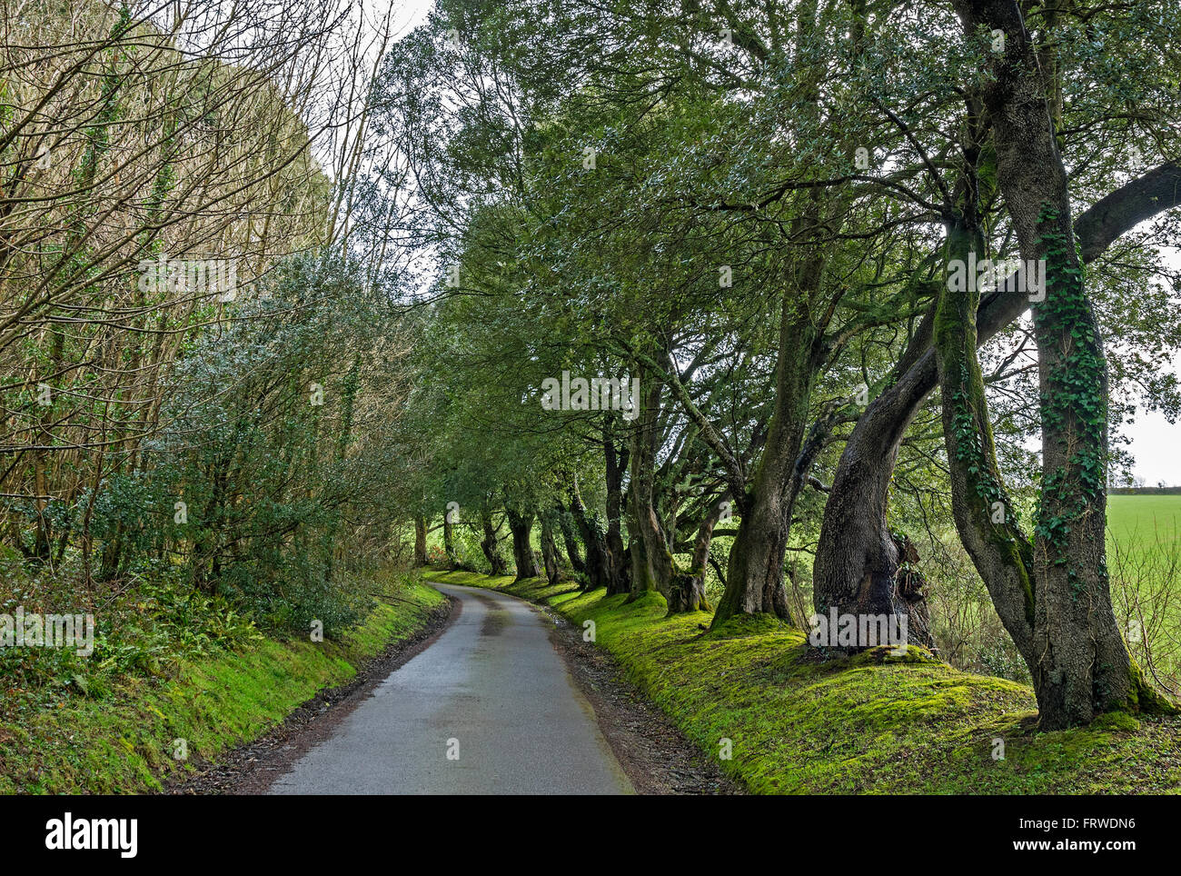 empty country lane in cornwall, uk Stock Photo - Alamy