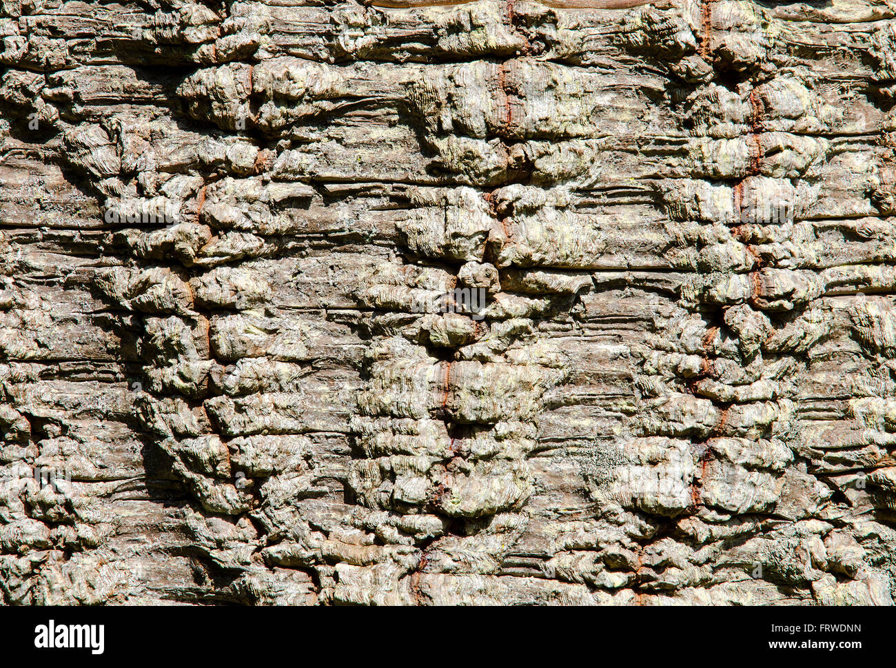 a close up the Bark on a Monkey Puzzle (Araucaria Araucana ) Tree Stock ...