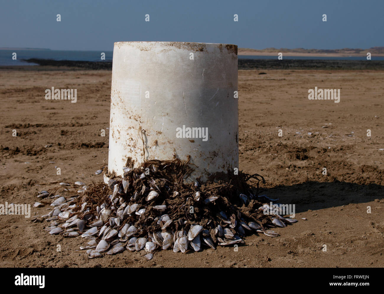 Goose barnacles hi-res stock photography and images - Alamy