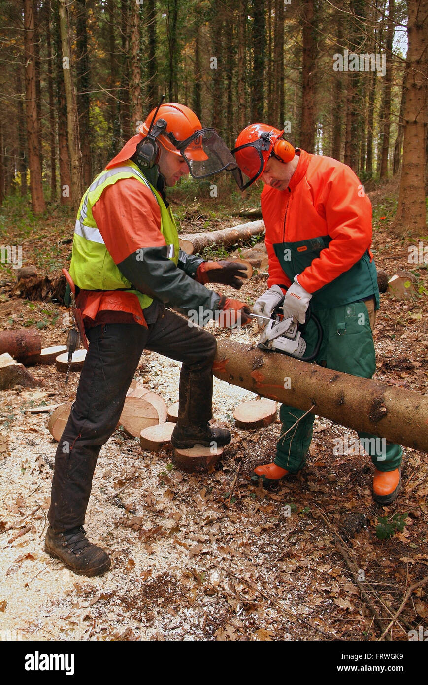 Chainsaw maintenance cross cutting course hi-res stock photography and ...