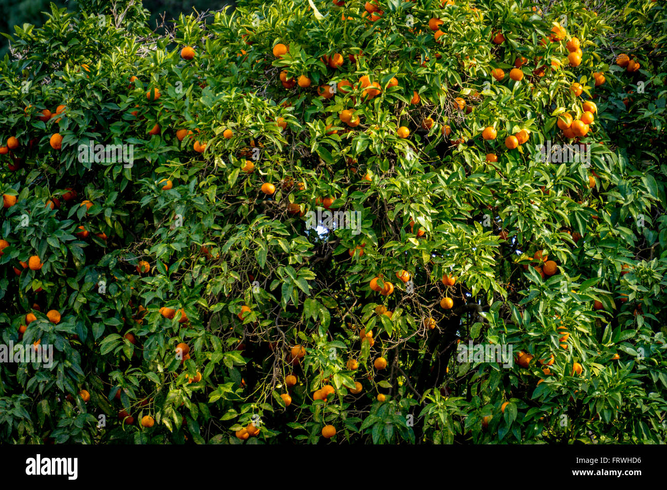Oranges growing on tree Stock Photo - Alamy
