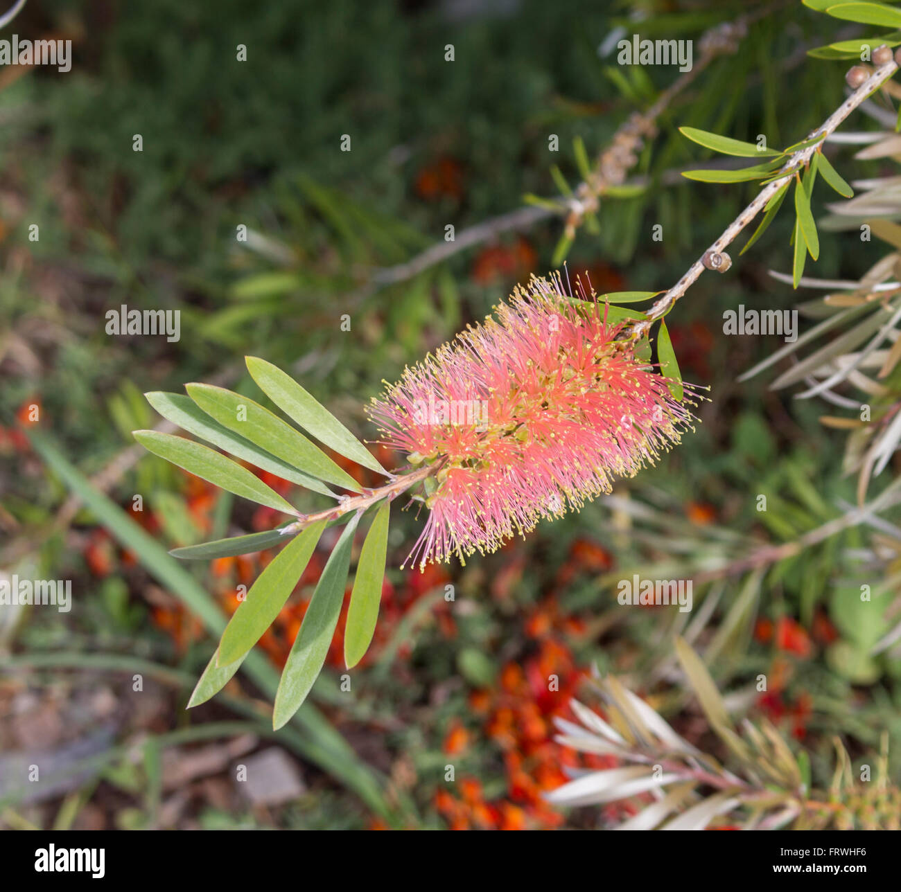 Callistemon seeds High Resolution Stock Photography and Images - Alamy