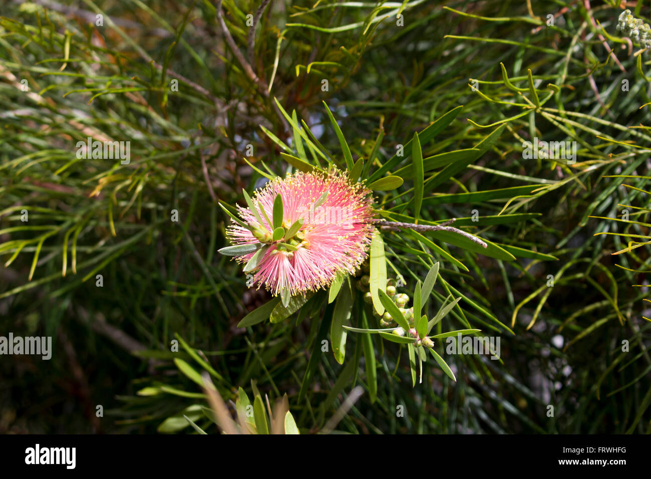 Pale pink callistemon Australian bottlebrush blooming in spring ...