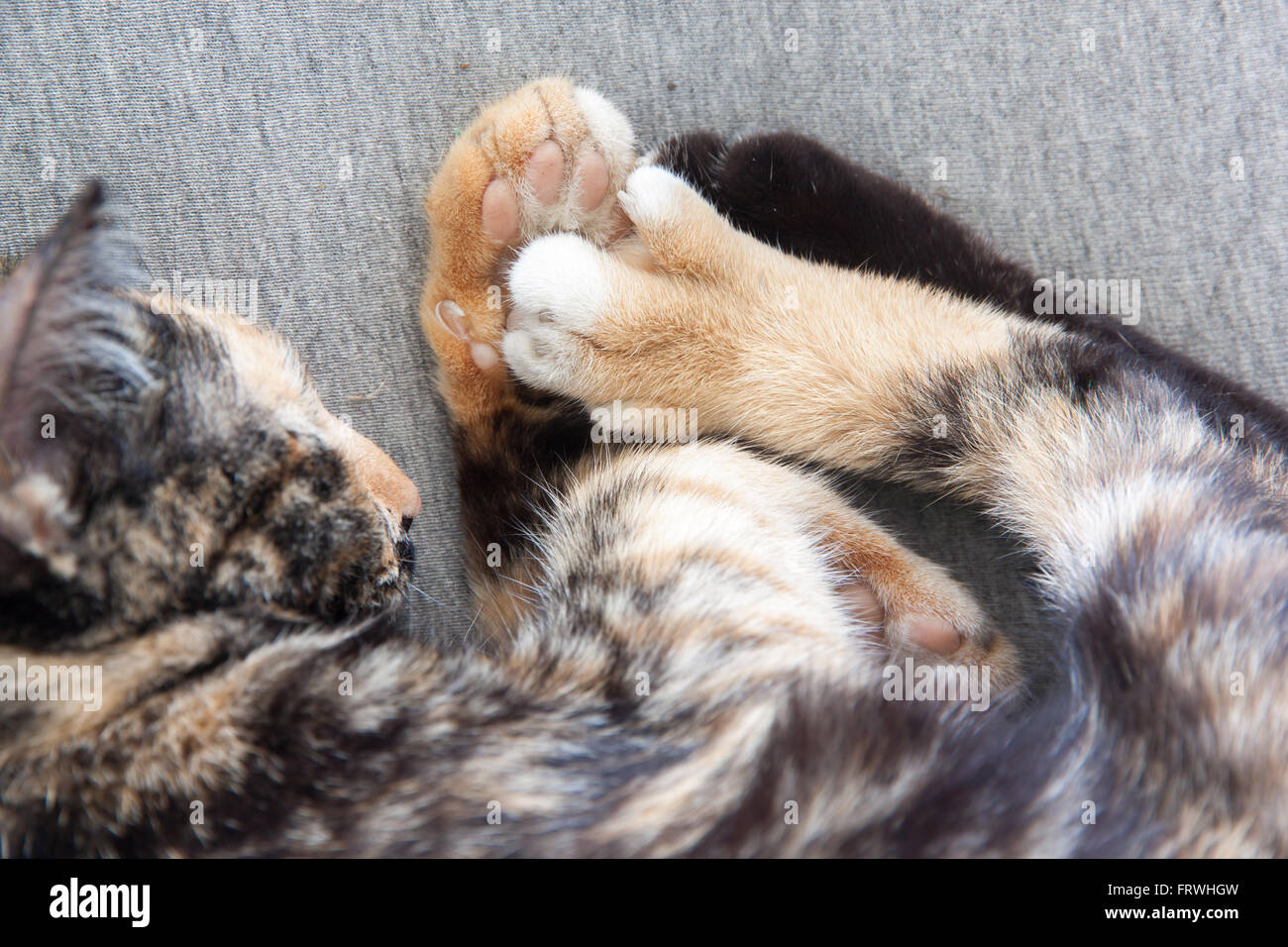cat feet closeup. cat sleeping on a gray blanket Stock Photo - Alamy