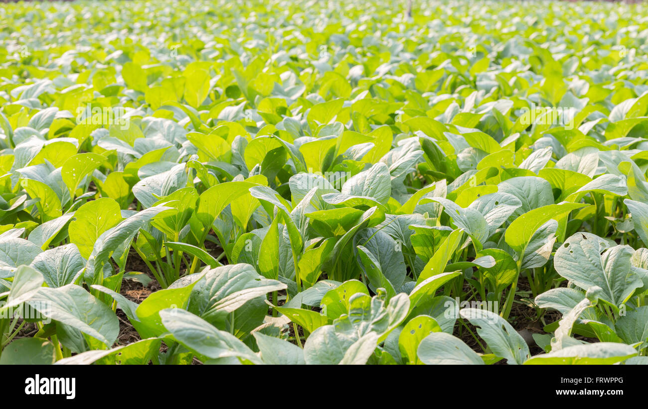 organic vegetable garden, bog choy with green leaves Stock Photo - Alamy