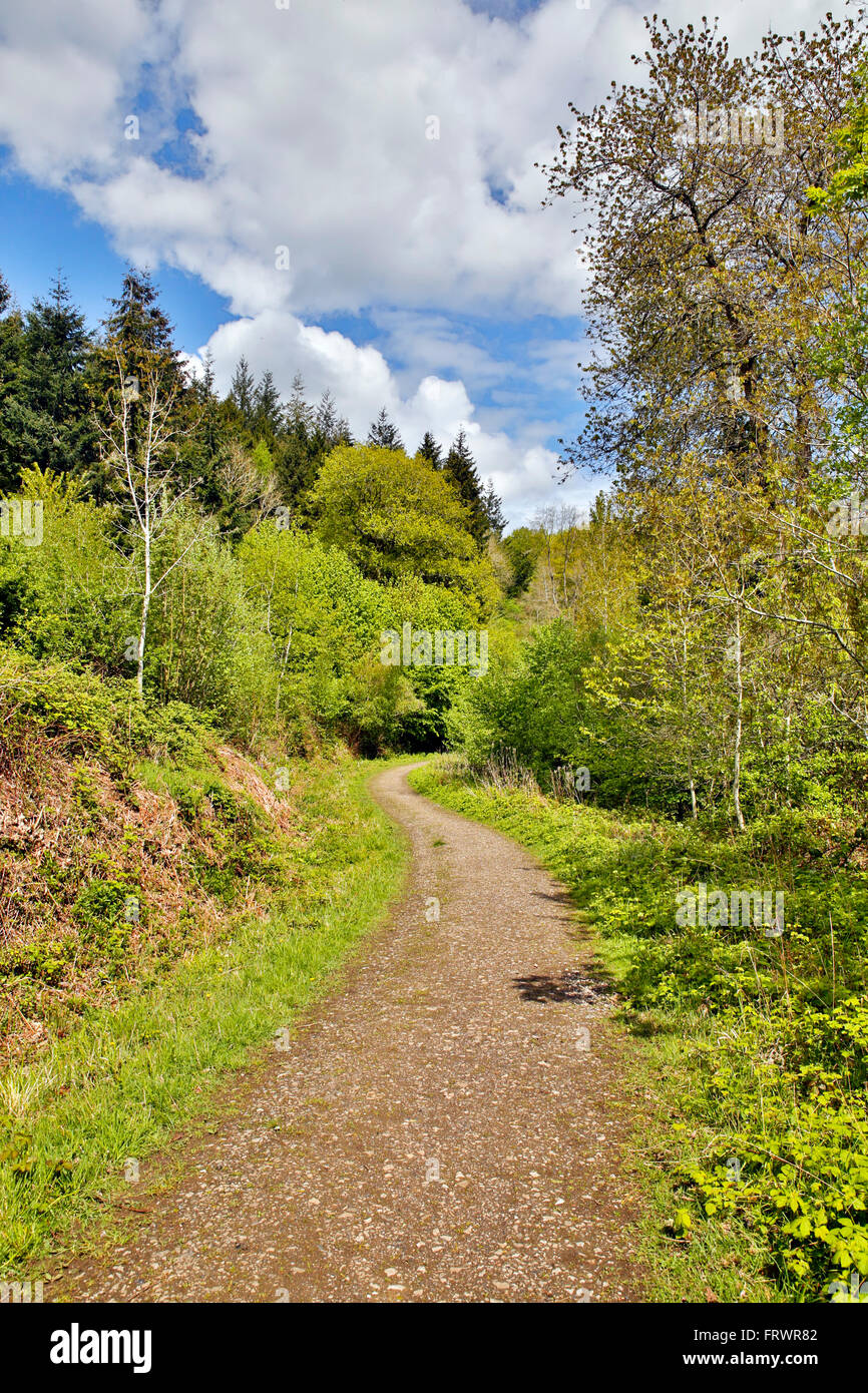 Haugh Woods; Herefordshire; UK Stock Photo - Alamy