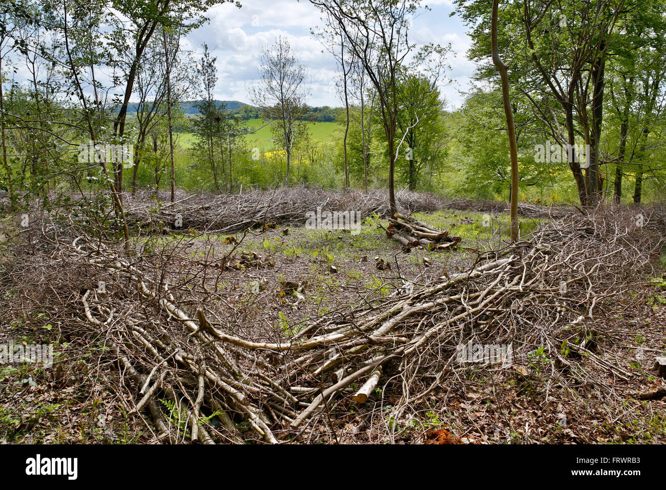Haugh woods butterflies hi-res stock photography and images - Alamy