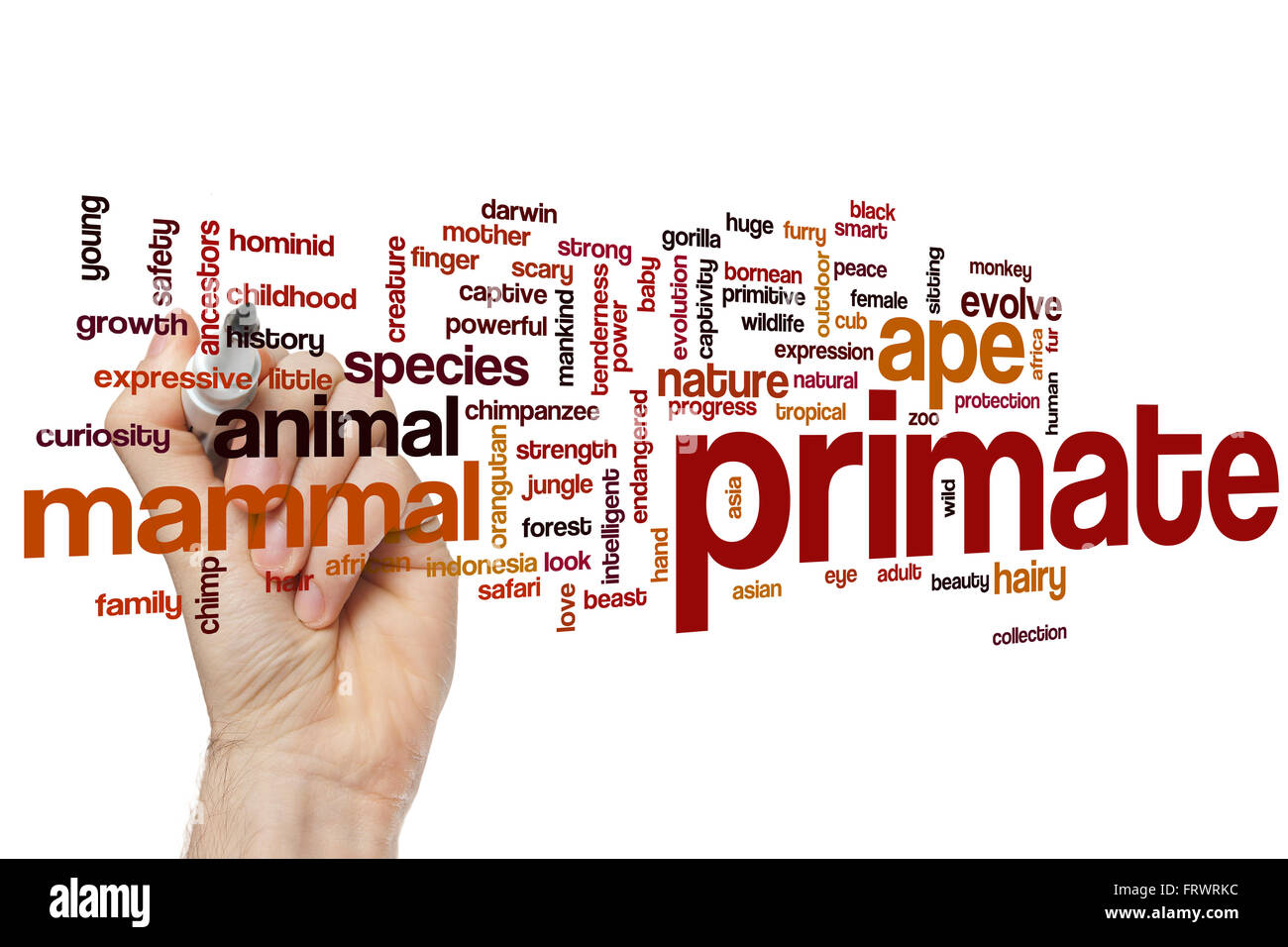 Primate word cloud concept Stock Photo - Alamy