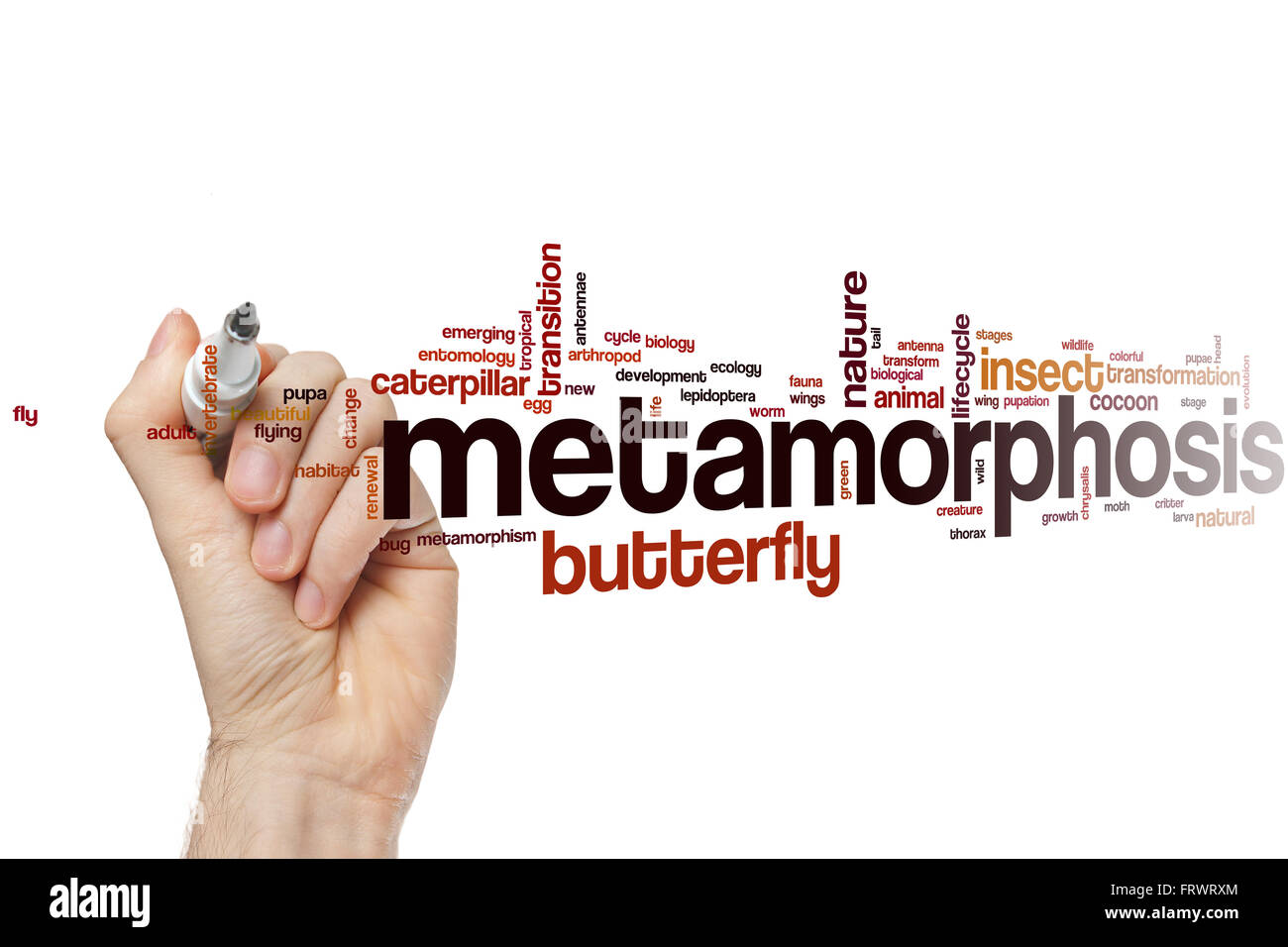 Metamorphosis word cloud concept Stock Photo - Alamy