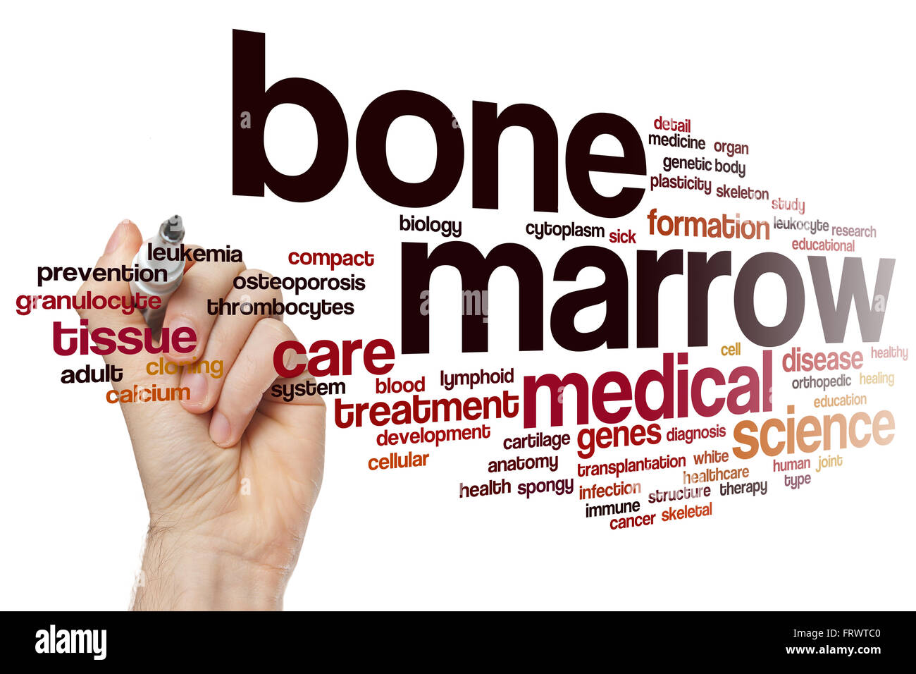 Bone marrow word cloud concept Stock Photo - Alamy