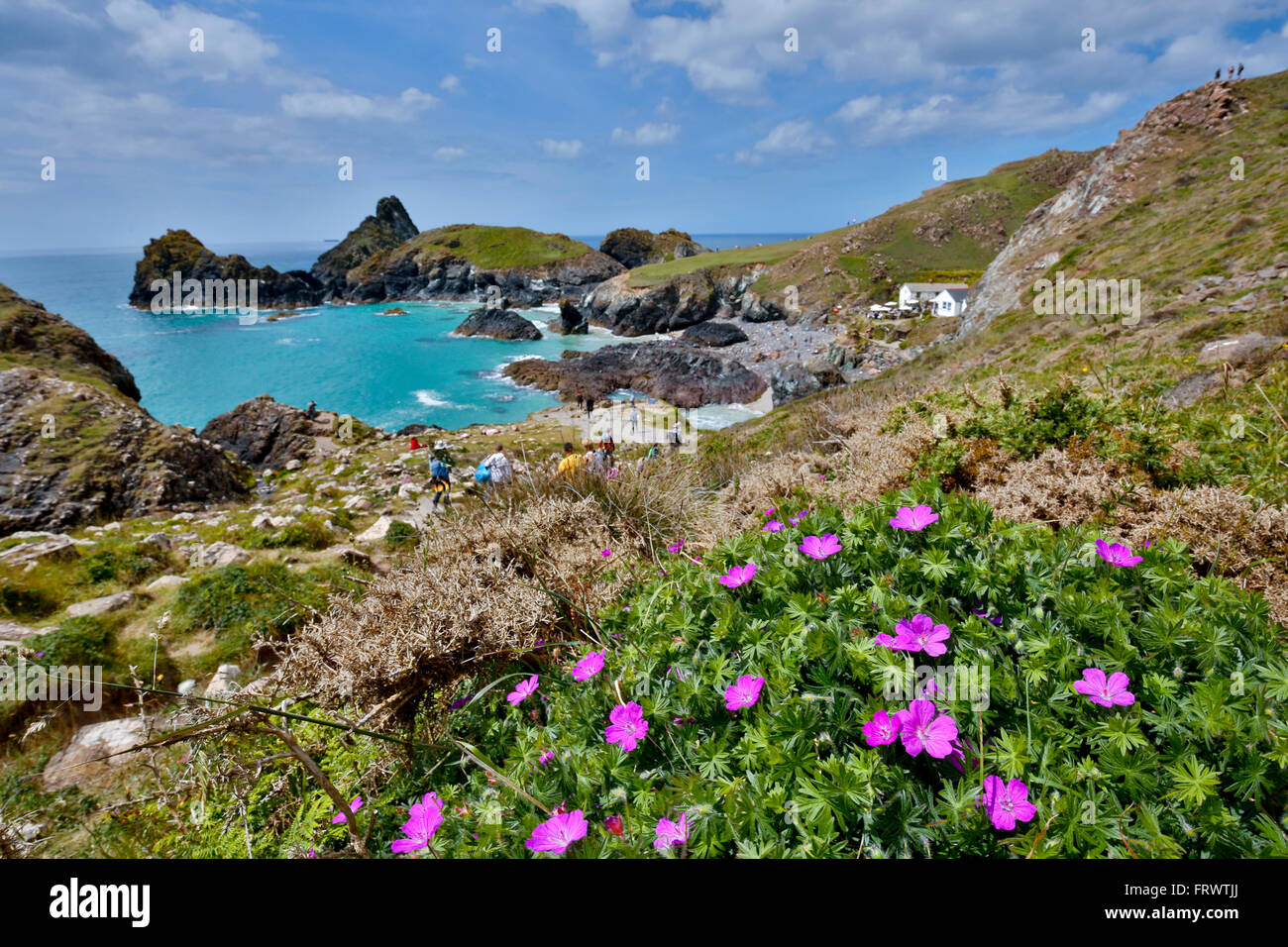 Kynance Cove; Cornwall; UK Stock Photo - Alamy