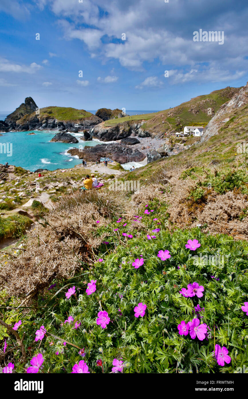 Kynance Cove; Cornwall; UK Stock Photo - Alamy