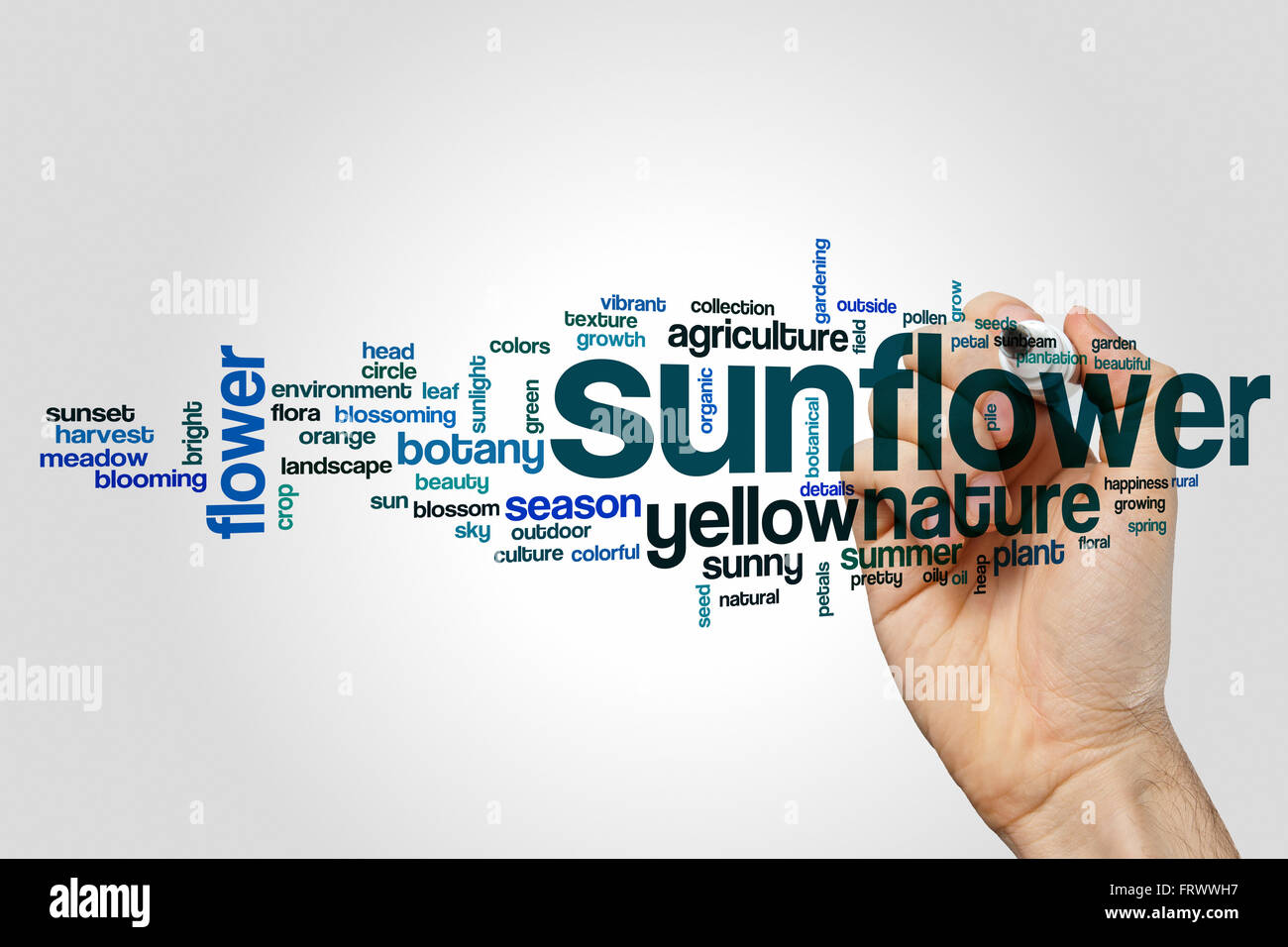 Sunflower word cloud Stock Photo - Alamy