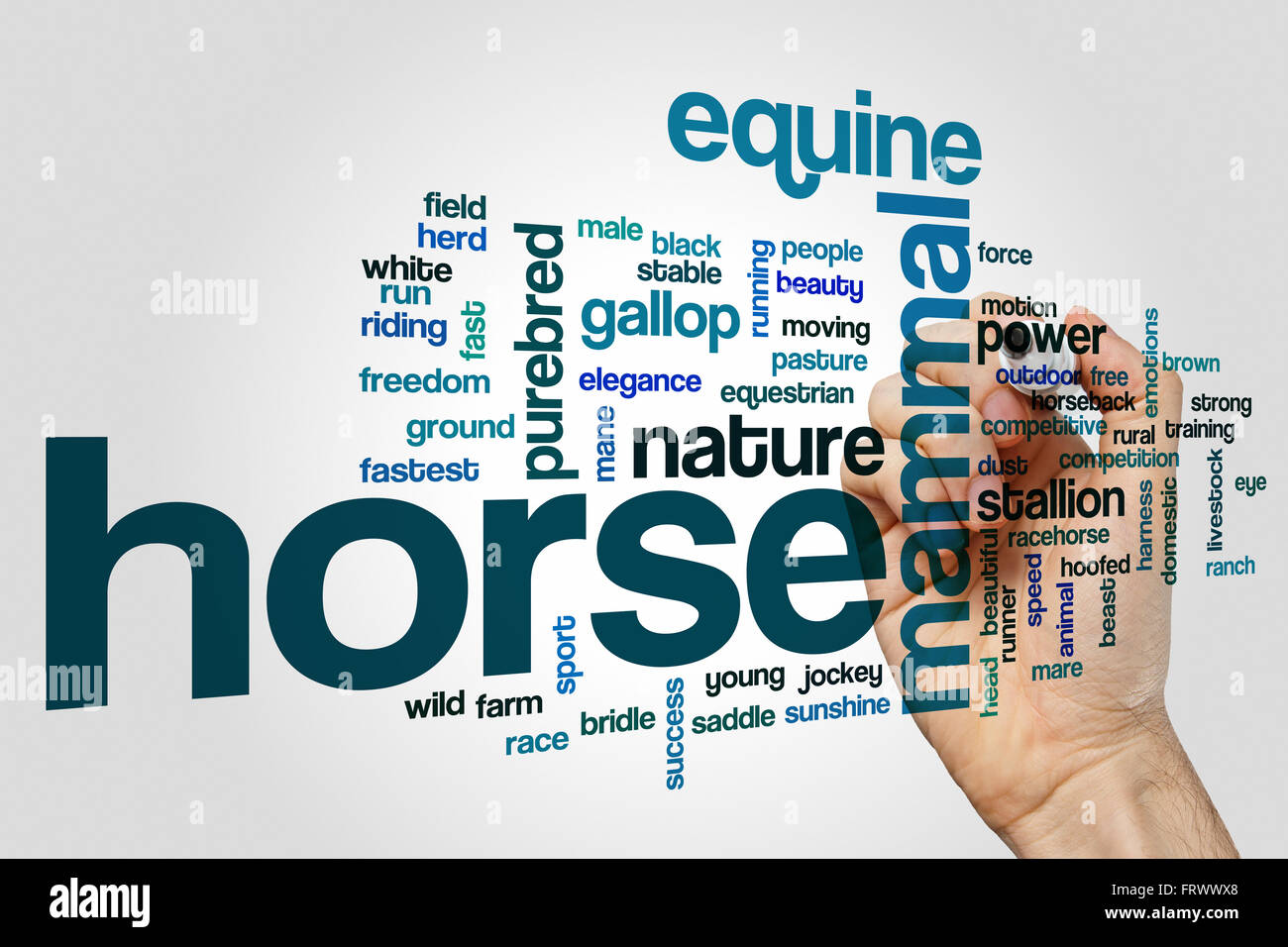 Horse word cloud Stock Photo - Alamy