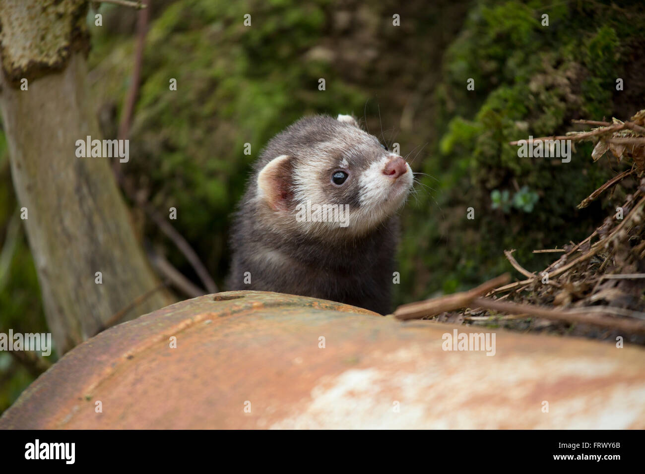 Polecat face hi-res stock photography and images - Alamy
