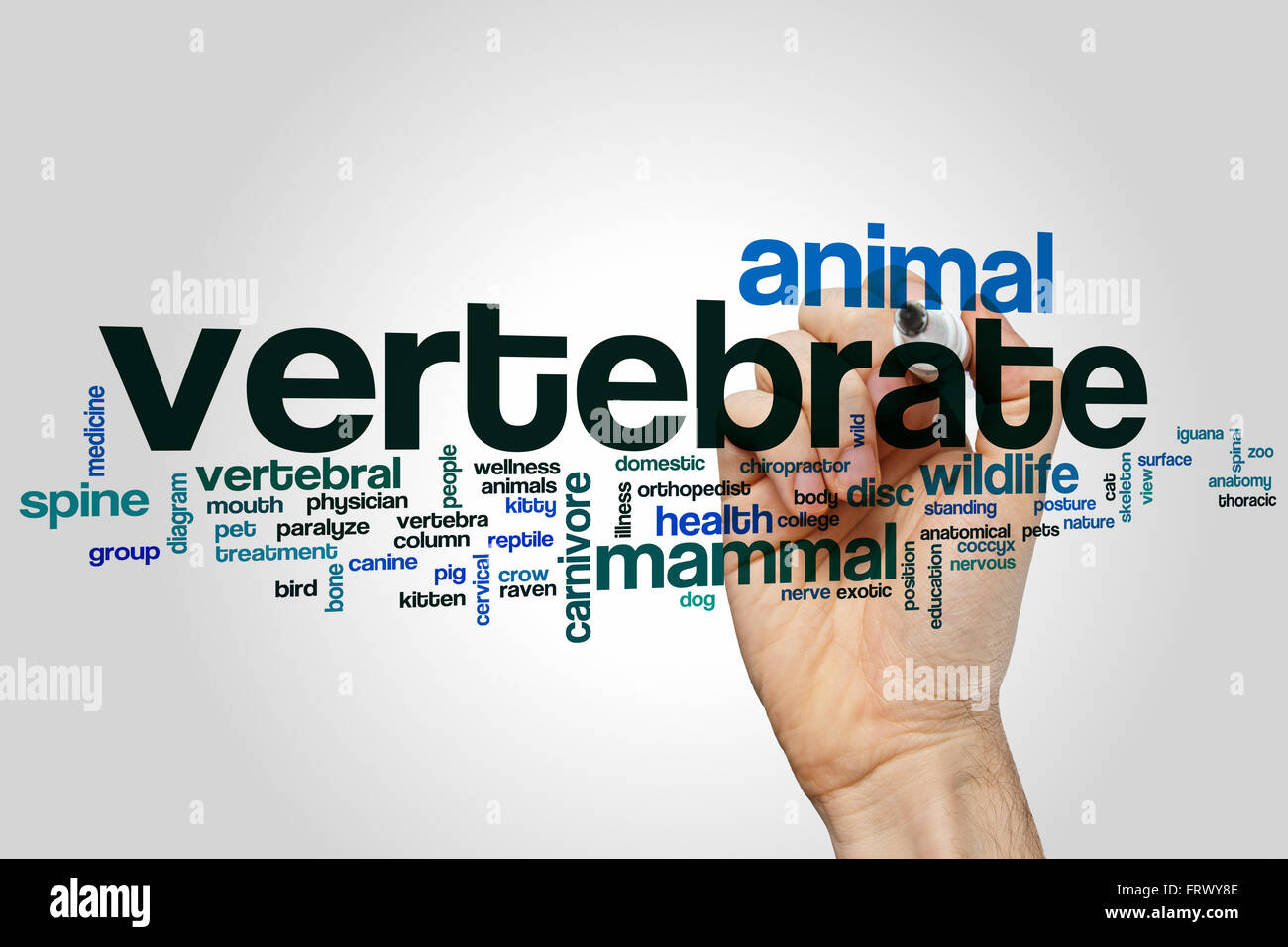 Vertebrate word cloud concept Stock Photo - Alamy