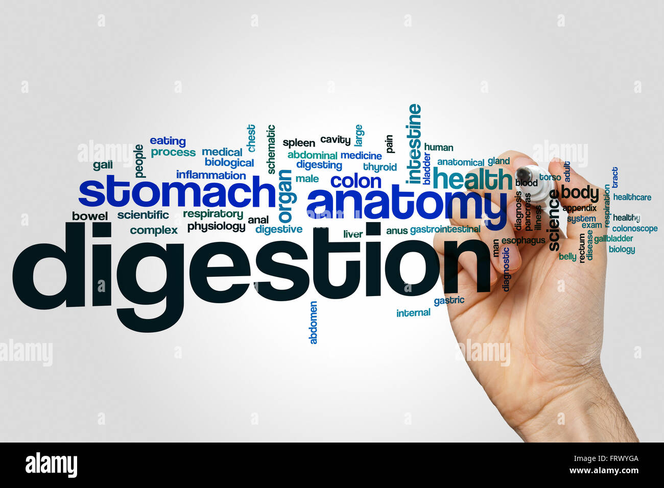 Digestion word cloud concept Stock Photo - Alamy