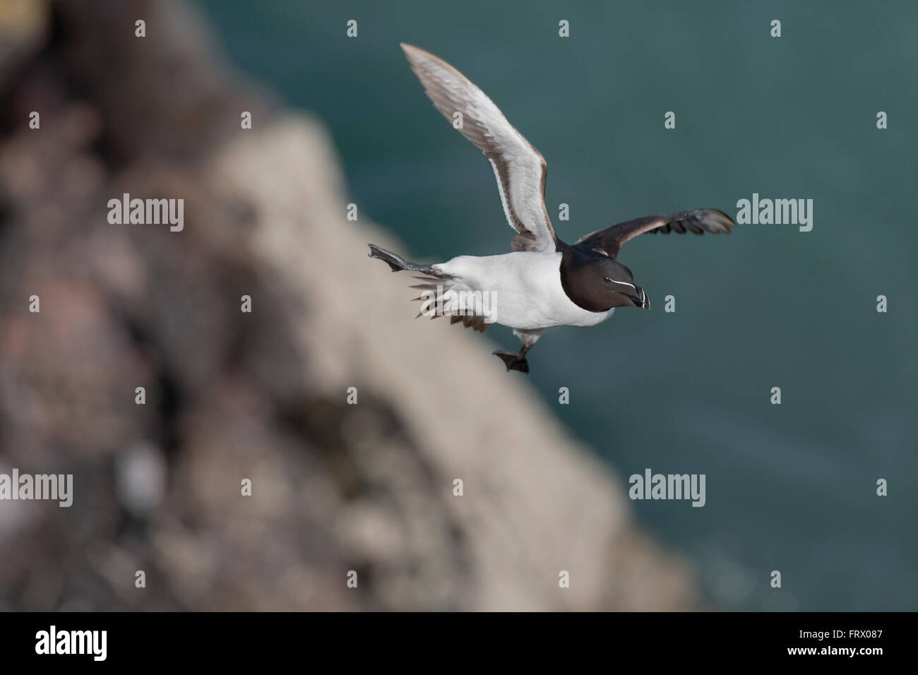 Razorbill; Alca torda Single in Flight Wales; UK Stock Photo - Alamy