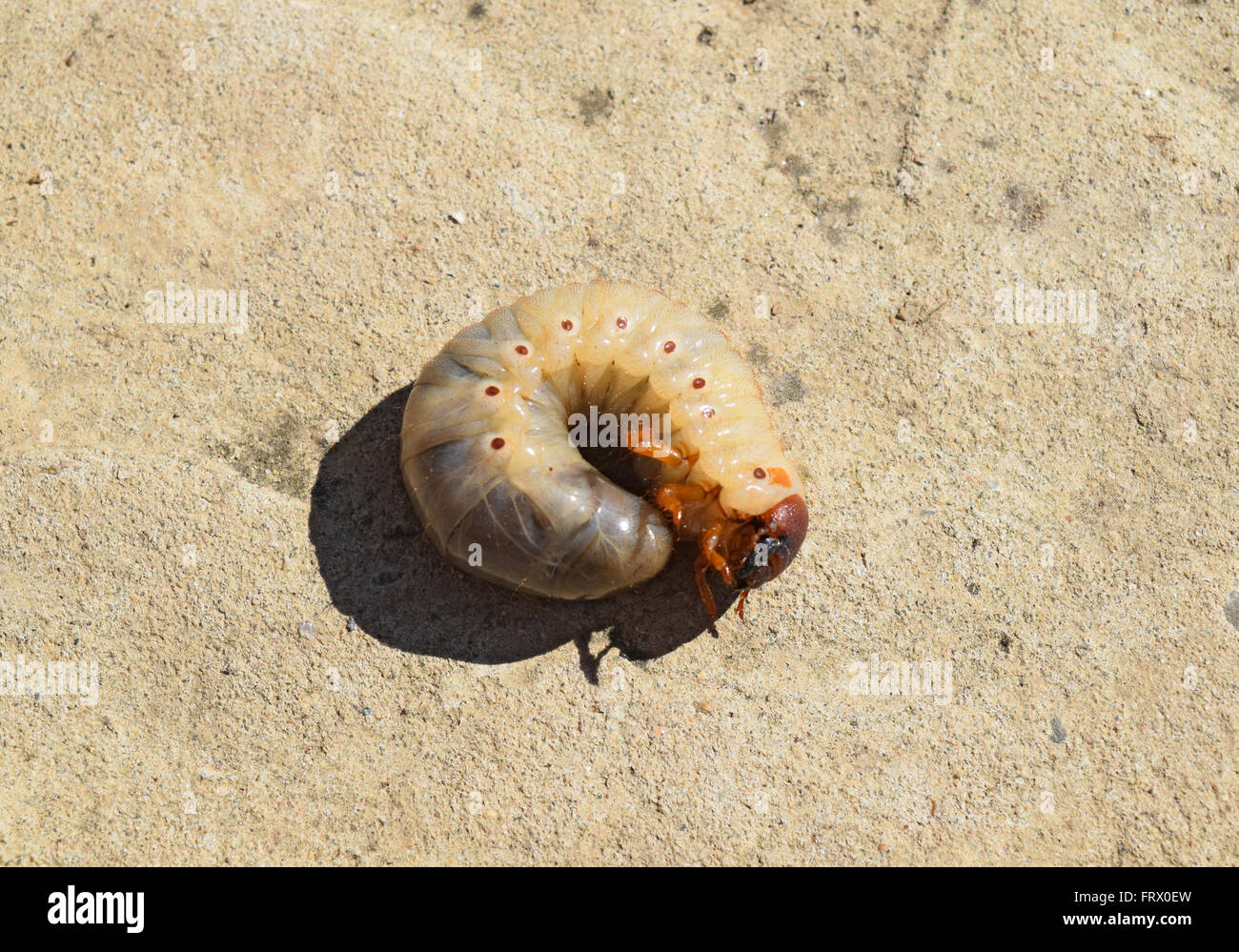 Baby beetles hi-res stock photography and images - Alamy
