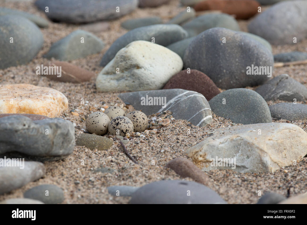 Ringed Plover; Charadrius hiaticula Eggs in Nest Cornwall; UK Stock ...