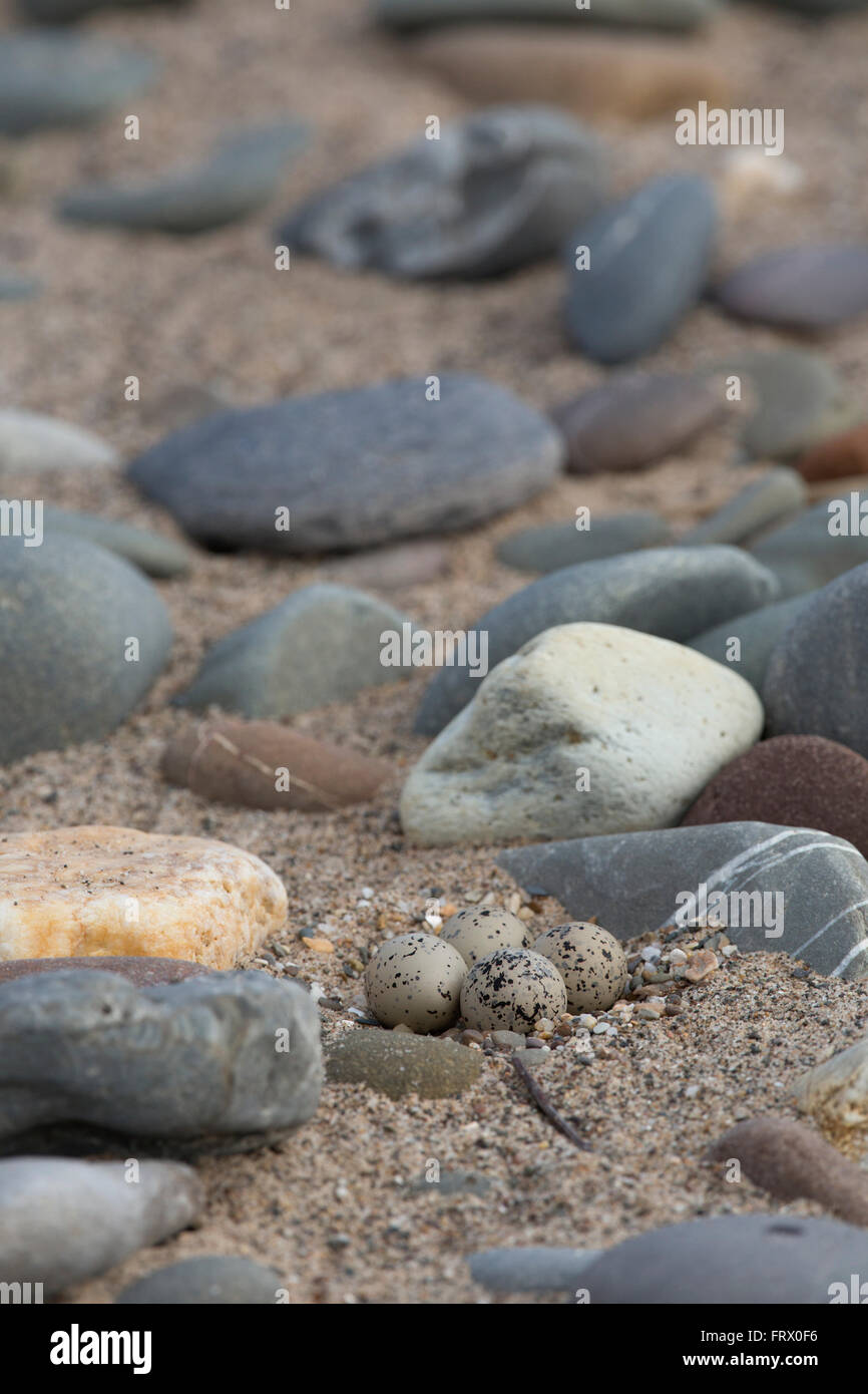 Ringed Plover; Charadrius hiaticula Eggs in Nest Cornwall; UK Stock ...