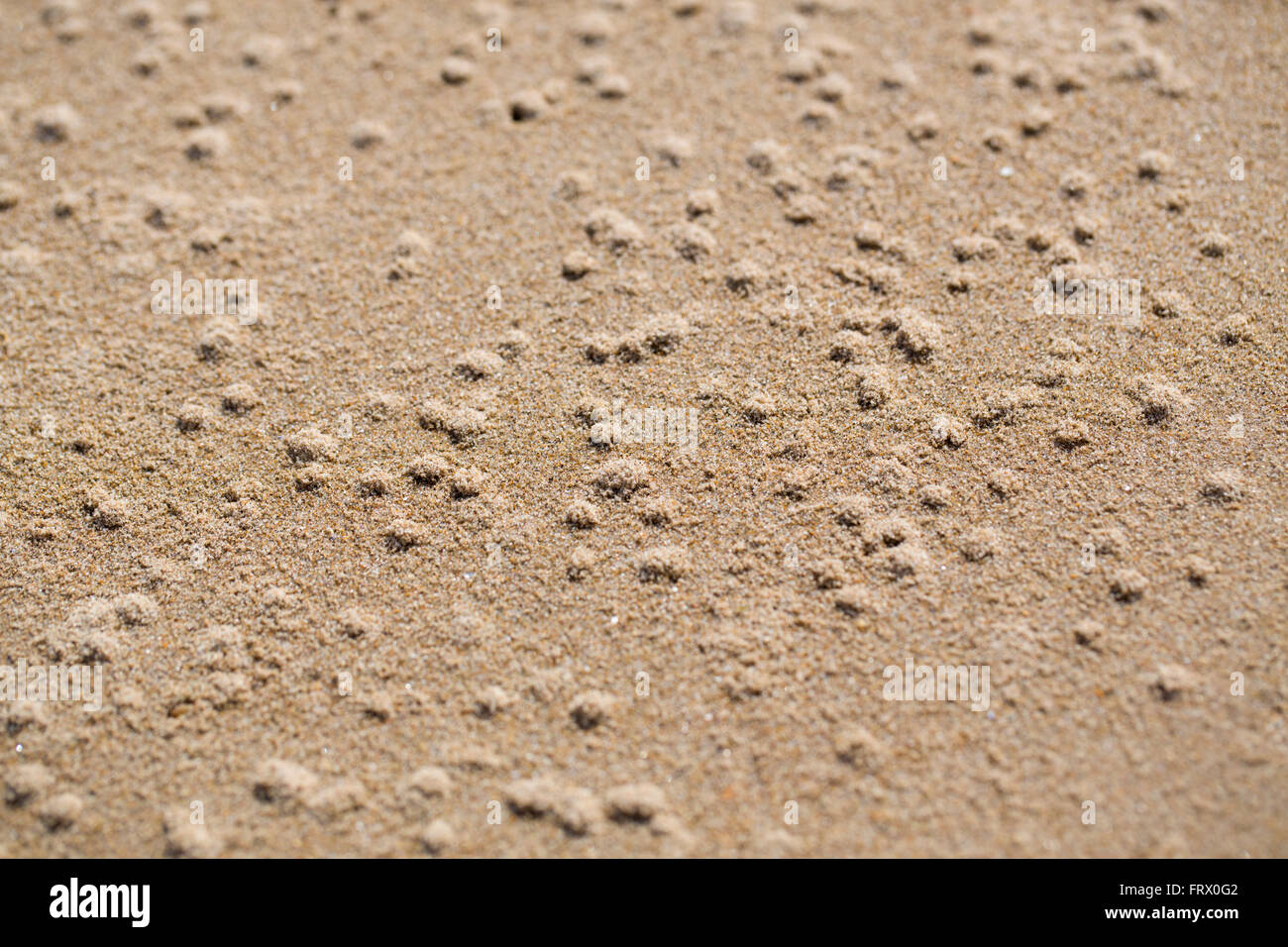 Sandhopper; Talitrus saltator Burrows on Beach Anglesey; UK Stock Photo ...