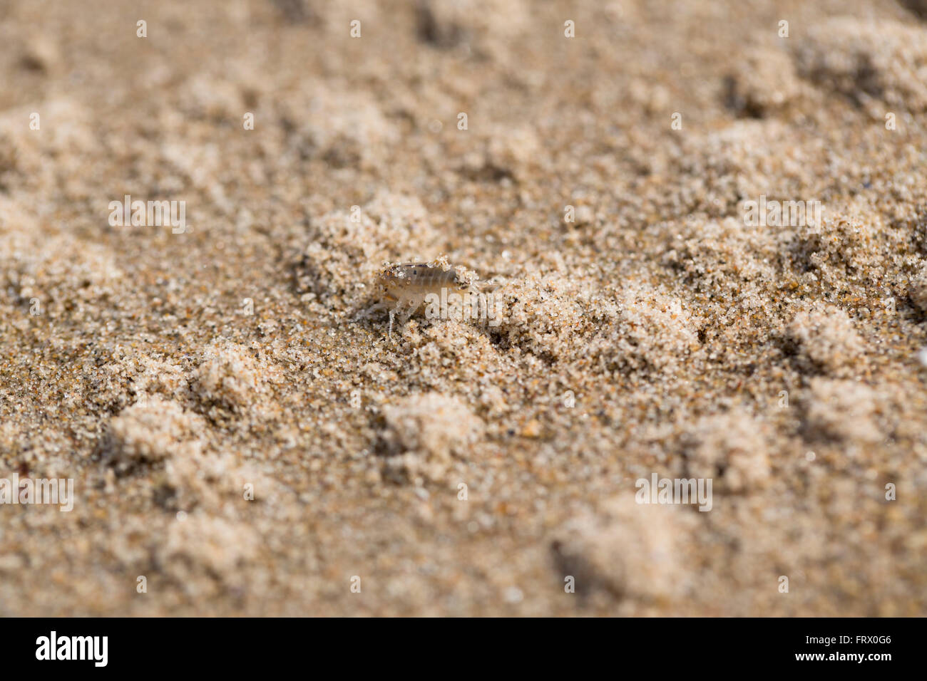 Sandhopper; Talitrus saltator Single on Beach Anglesey; UK Stock Photo ...