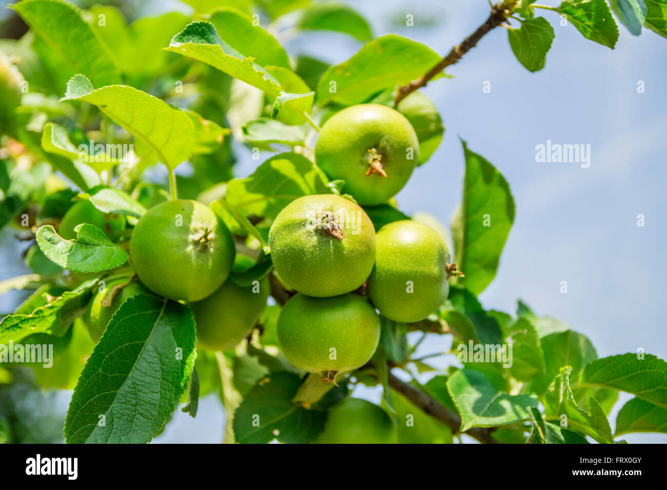 Green apple fruits growing in the orchard Stock Photo - Alamy