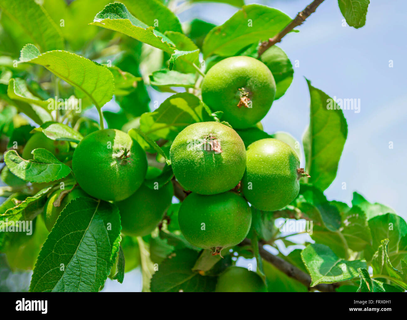 Green apple fruits growing in the orchard Stock Photo - Alamy