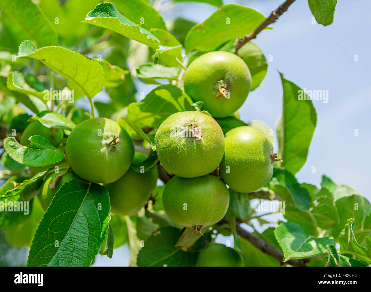 Green apple fruits growing in the orchard Stock Photo - Alamy